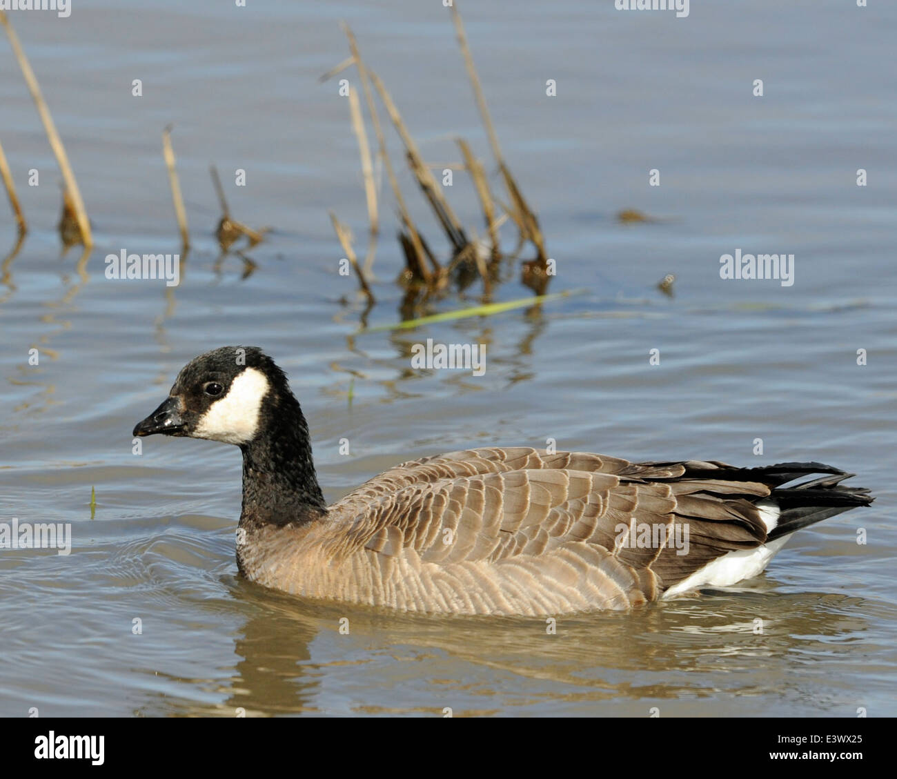 Dusky canada goose hi-res stock photography and images - Alamy