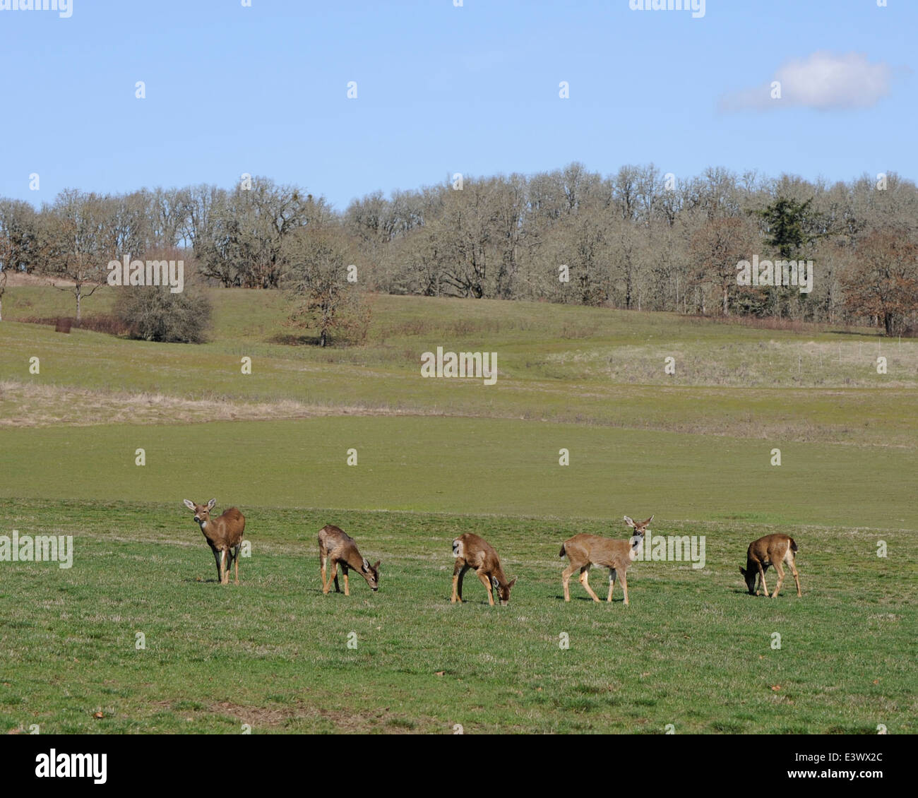 A Black-tailed Deer spotted at Baskett Slough National Wildlife Refuge ...