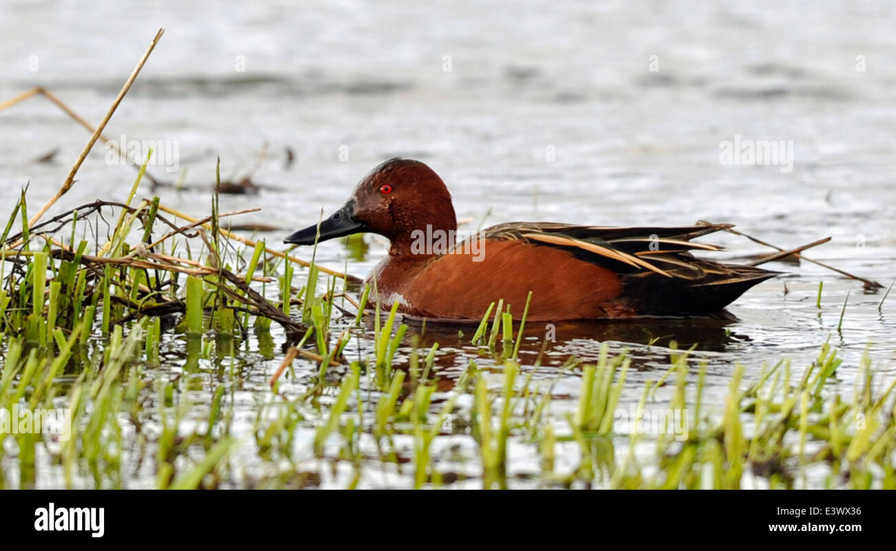 Cinnamon teal species duck hi-res stock photography and images - Alamy