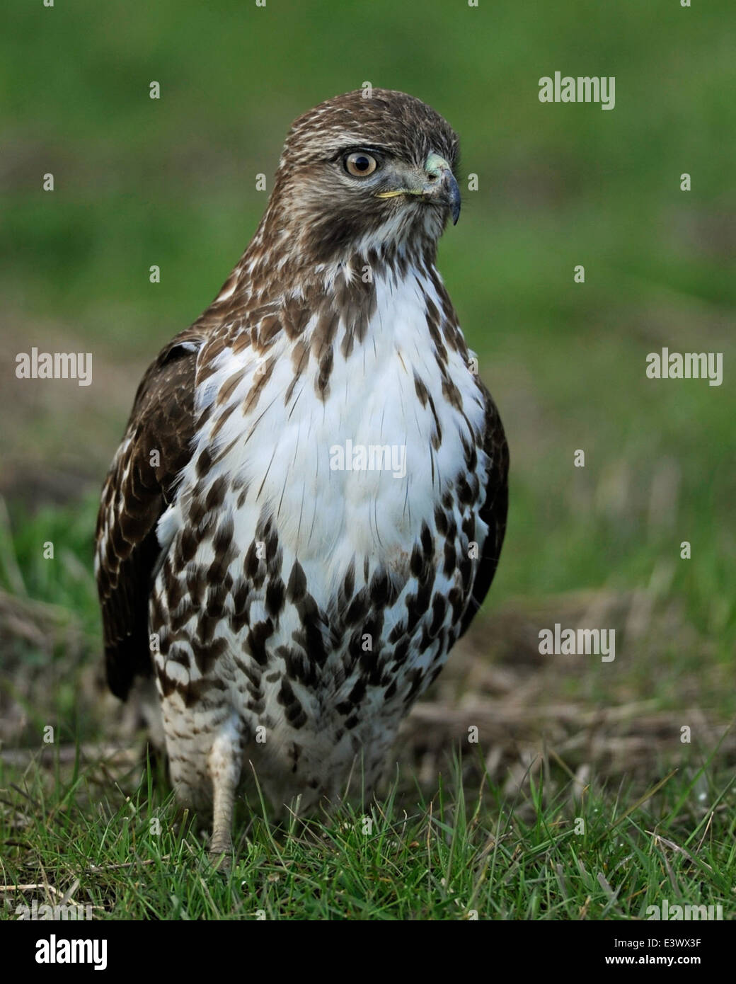 The Red-tailed Hawk, often seen in the Willamette Valley, is a large ...