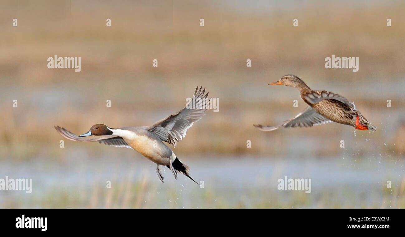 A pair of Pintail Ducks, male and female, are captured in flight over ...