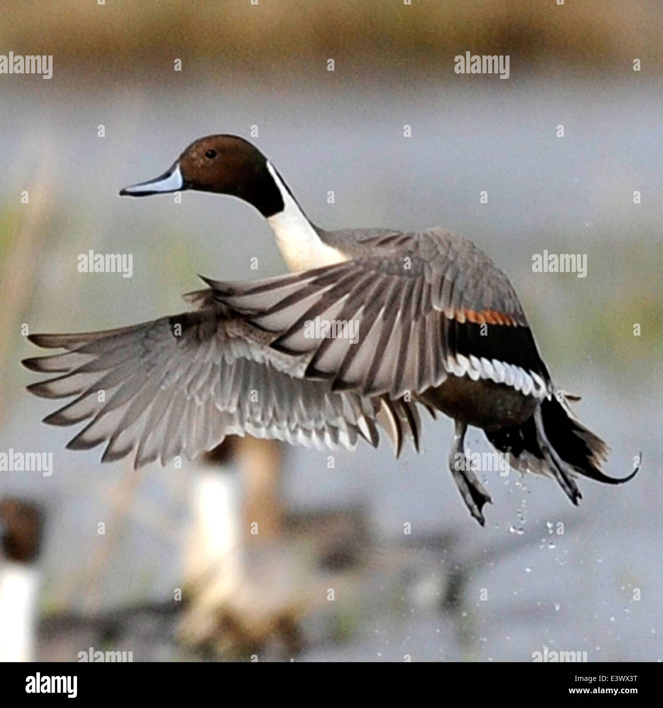 A male Pintail Duck is captured in flight over the Willamette Valley ...