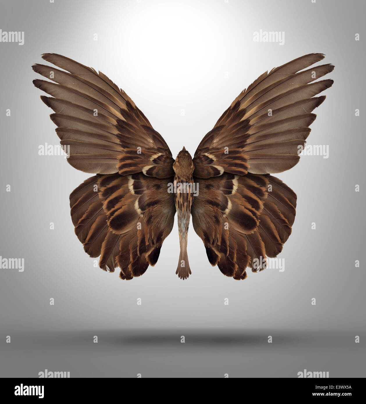 Change and adaptation concept with a an open wing bird shaped as a ...