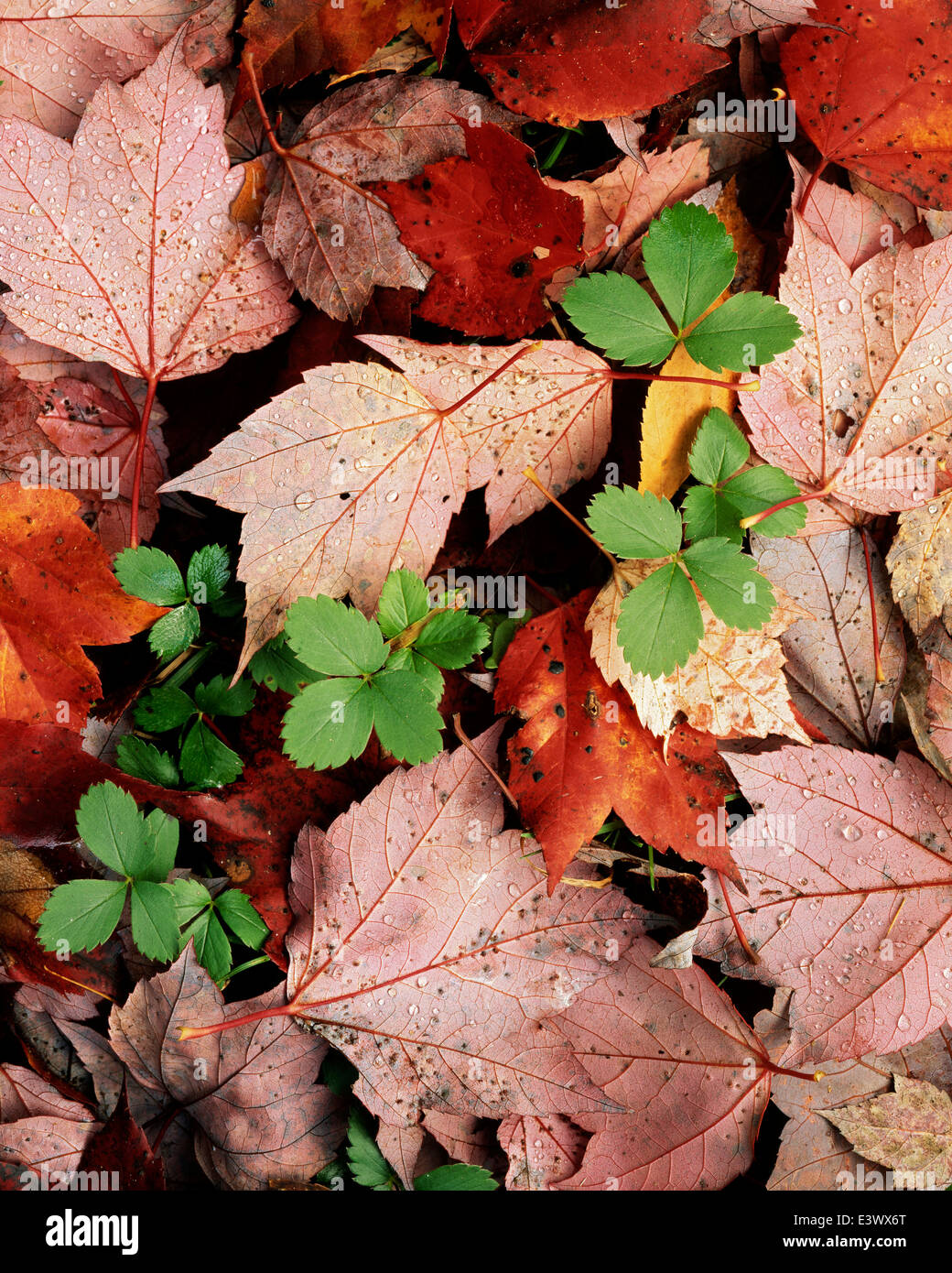 USA, New York, Adirondack Park and Preserve, Red Maple leaves, Common ...