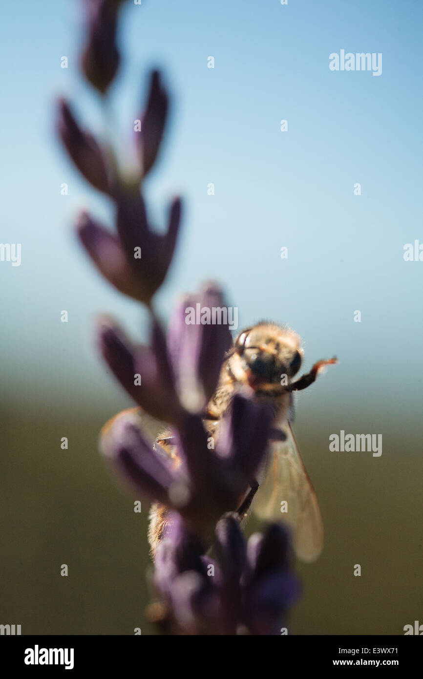 Honey bee foraging on lavender, waving to the camera Stock Photo - Alamy