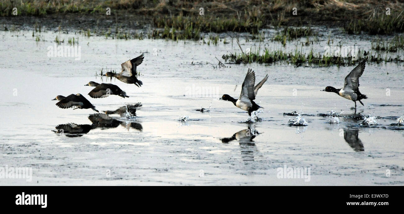 Ducks in Flight Stock Photo - Alamy