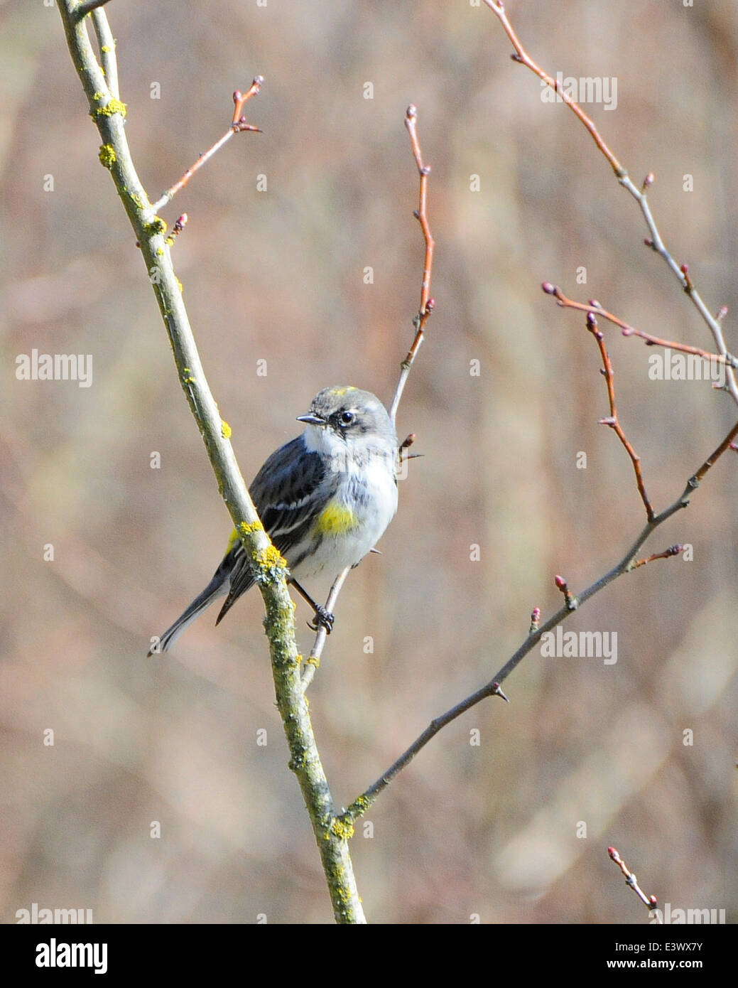 Yellow-rumped Warblers spotted in the Willamette Valley, known for ...