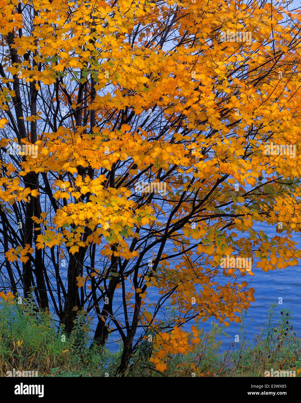 Sugar maple tree new york hi-res stock photography and images - Alamy