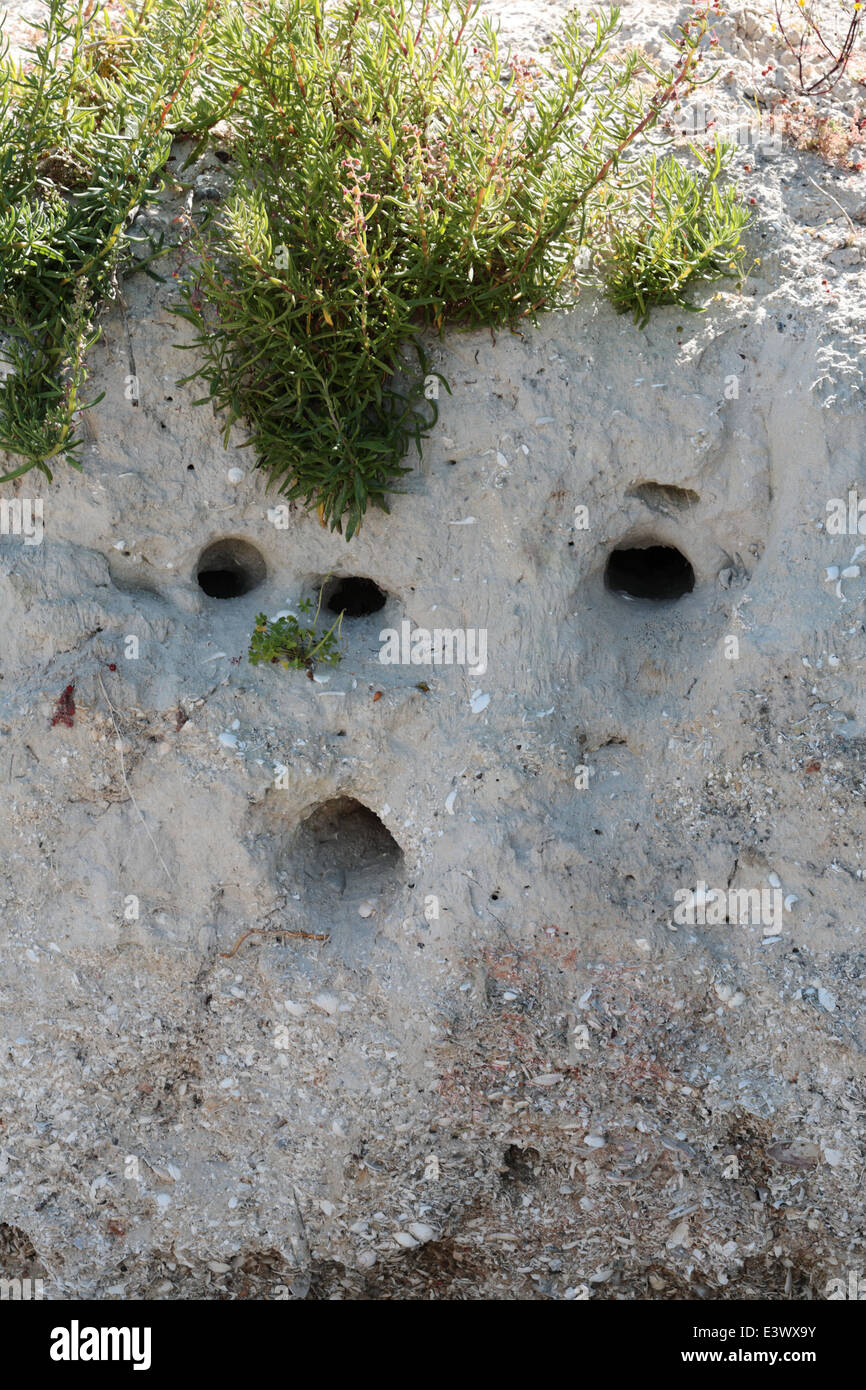 Nests In River Banks High Resolution Stock Photography and Images - Alamy