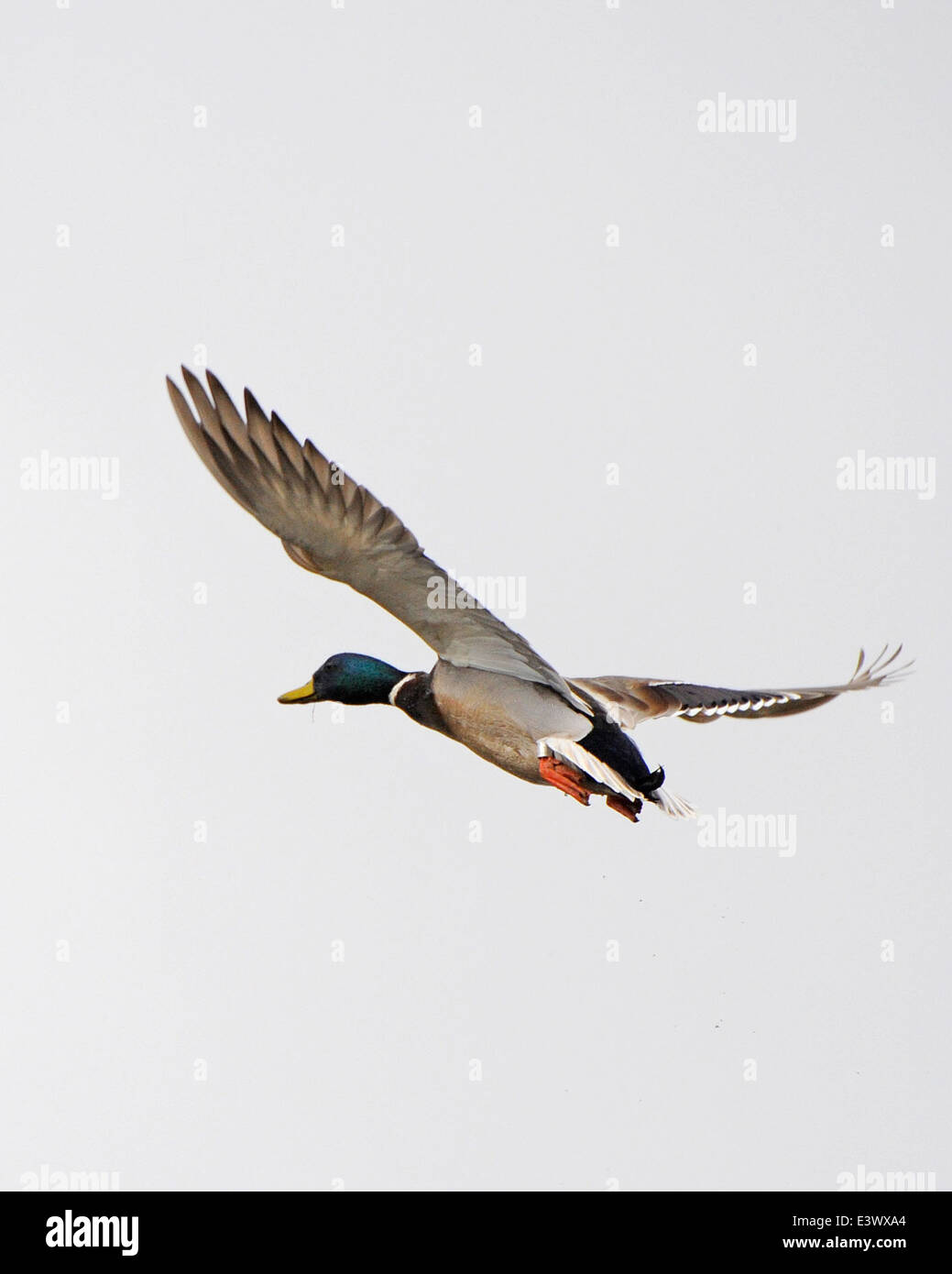 Mallard (Banded Male Stock Photo - Alamy