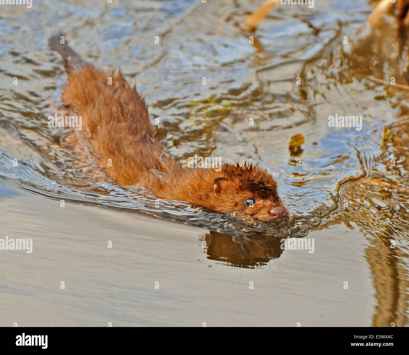 A Long-tailed Weasel in the Willamette Valley is an active hunter in ...