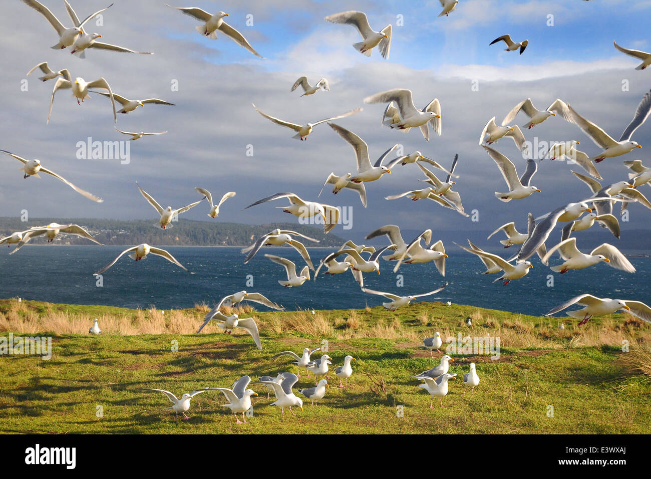 Gulls in Flight Stock Photo - Alamy