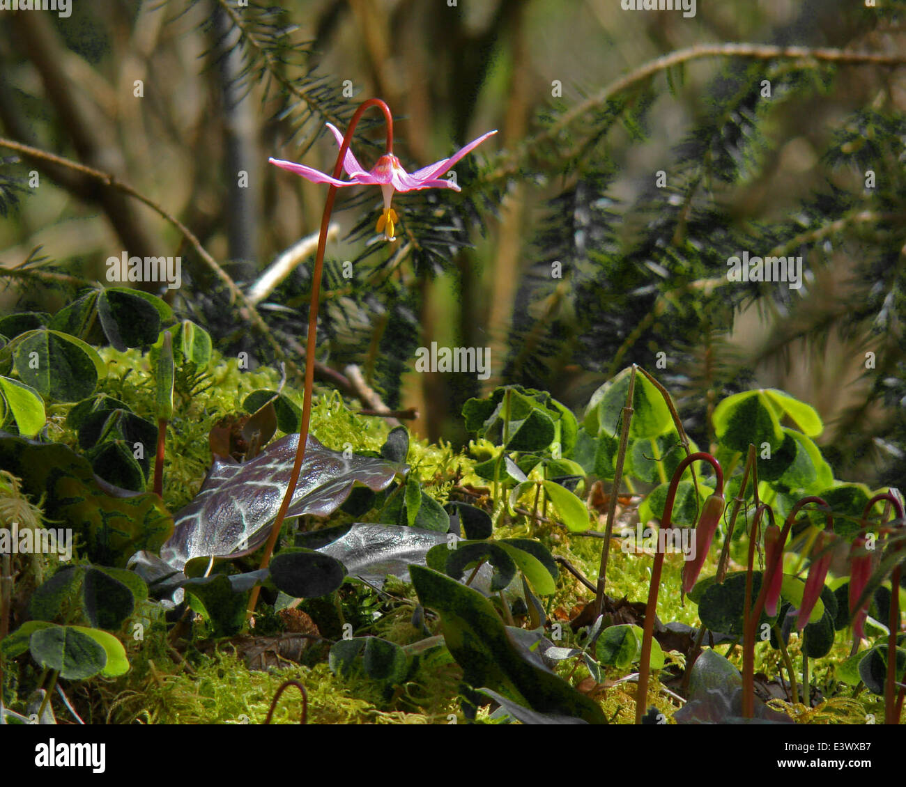 The Fawn Lily (Erythronium revolutum) blooming in Willamette Valley ...