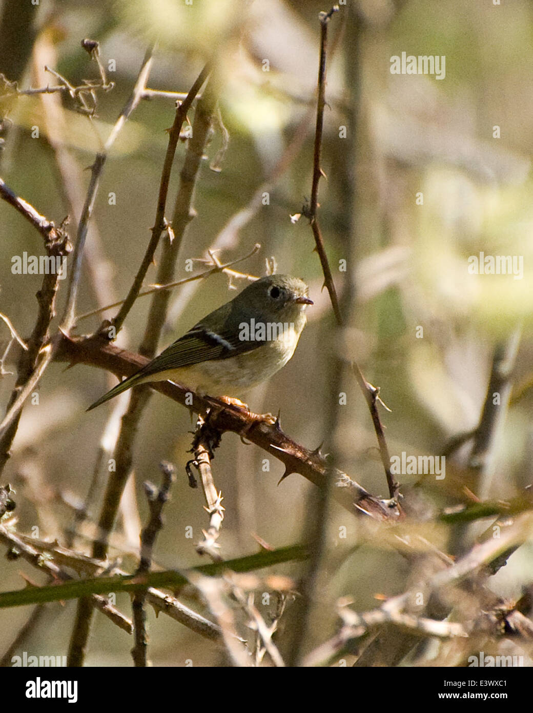 Songbird characteristics hi-res stock photography and images - Alamy