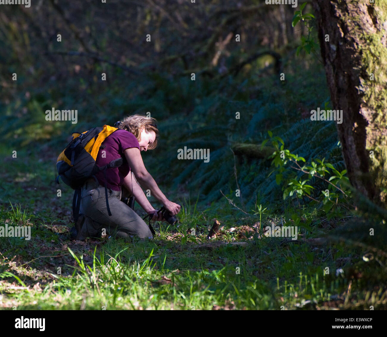 Enjoying nature photography at Maple Knoll Stock Photo - Alamy