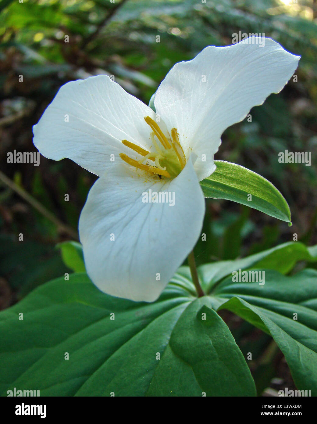 The Trillium flower, native to the Willamette Valley, is known for its ...