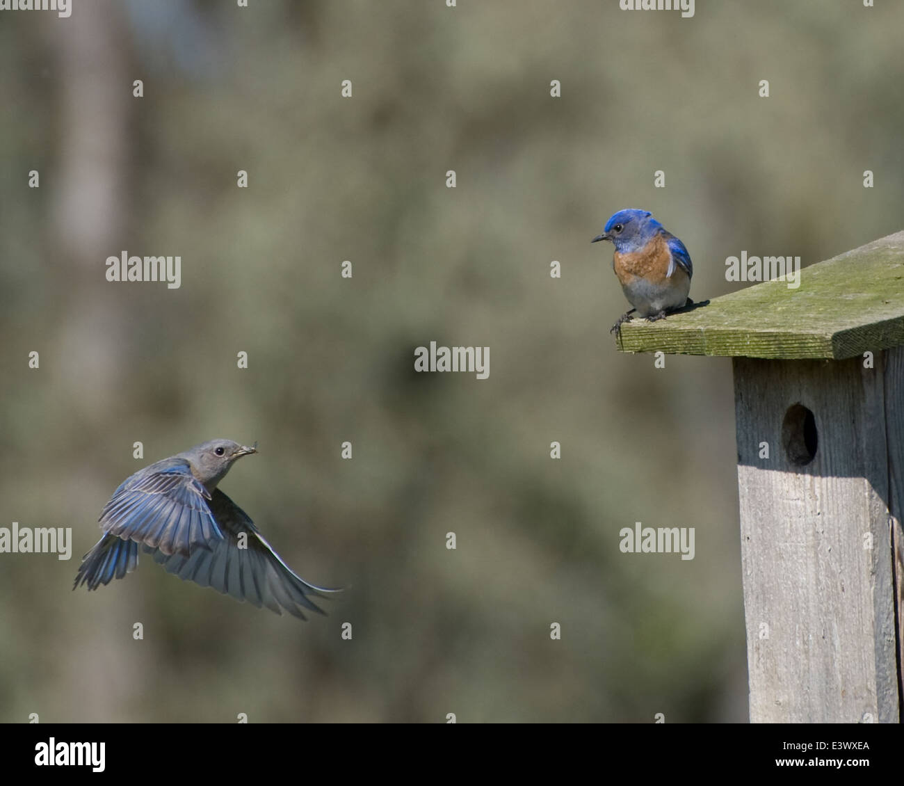 The bluebirds hi-res stock photography and images - Alamy