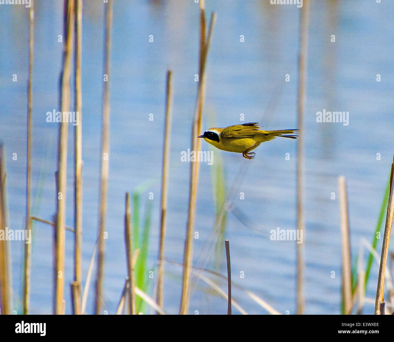 Common yellowthroat in flight Stock Photo - Alamy