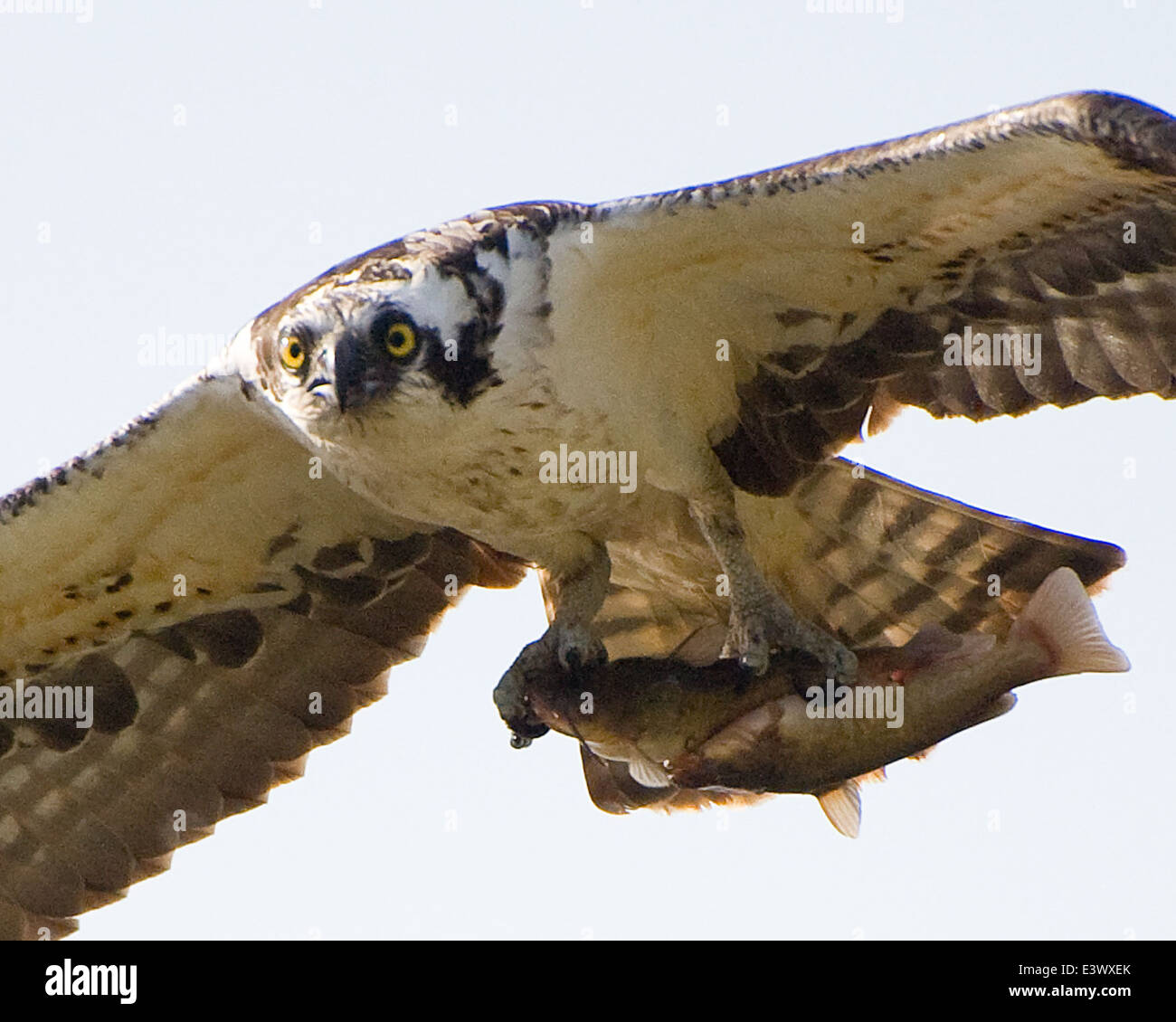 An osprey catches a fish in the Willamette Valley, showcasing the bird ...