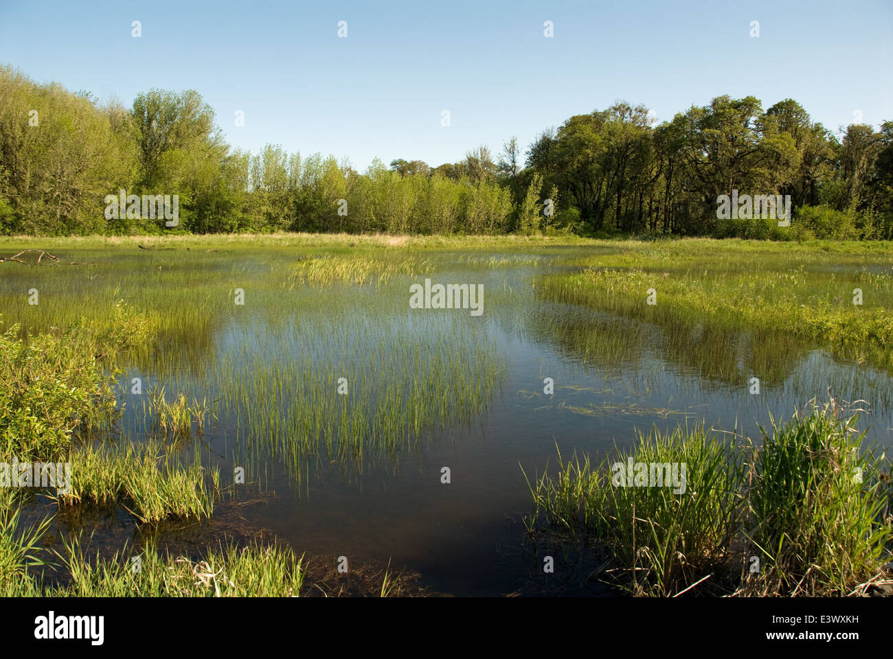 The Willamette Valley is a significant wetland region in Oregon, known ...