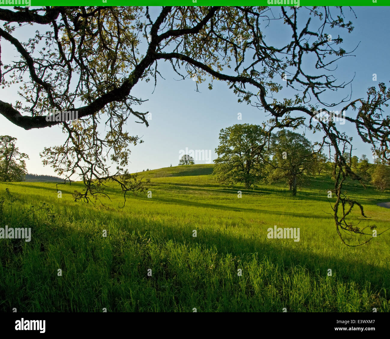 Oak savanna and prairie habitat Stock Photo - Alamy