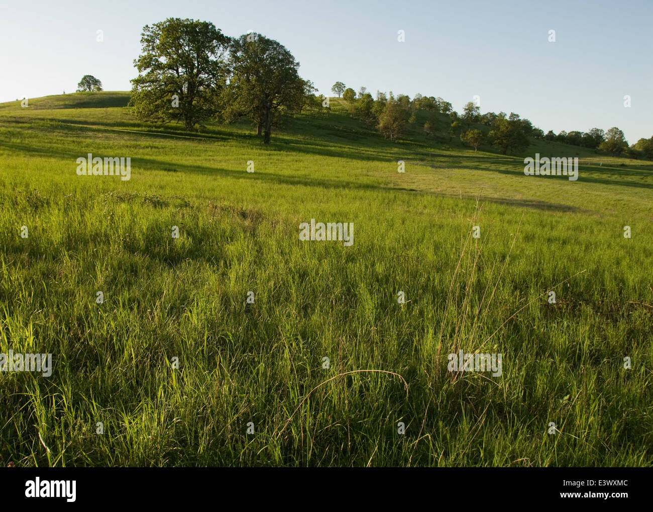 Valley oak savanna hi-res stock photography and images - Alamy