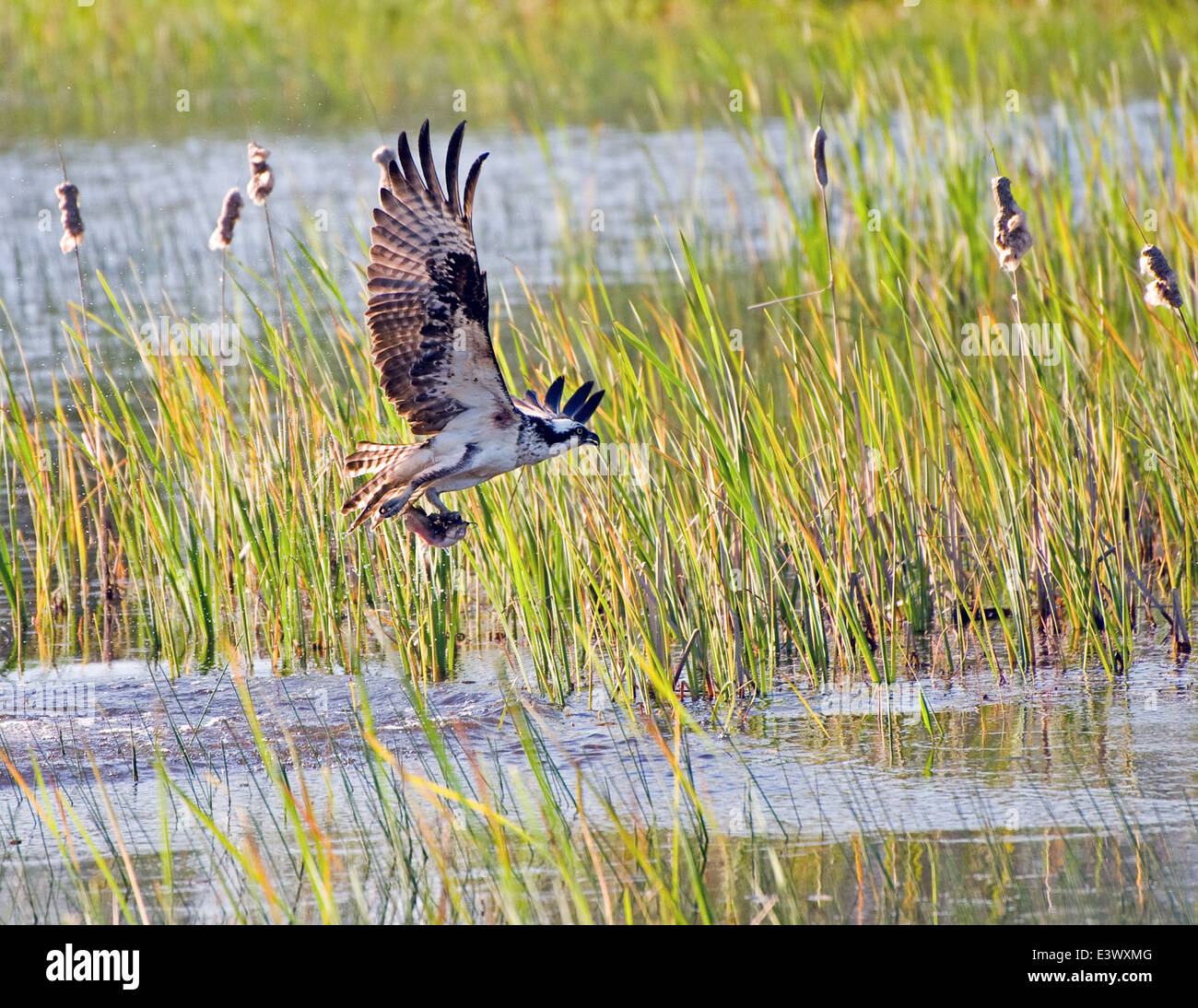 An osprey catches a fish from the water, showcasing its impressive ...