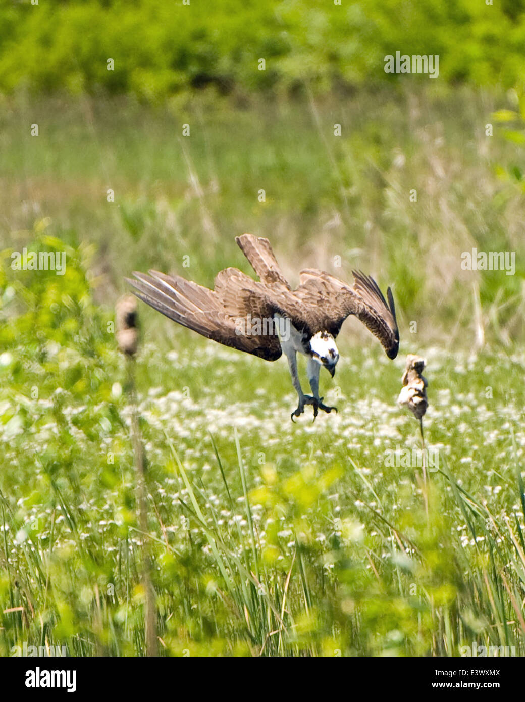 Osprey Diving for Prey Stock Photo - Alamy