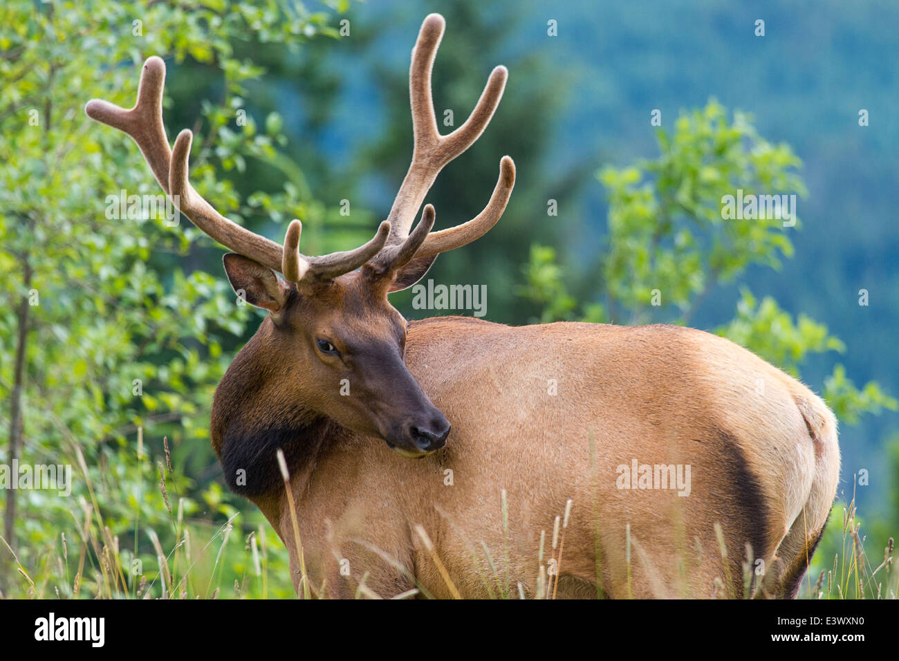 Roosevelt elk hi-res stock photography and images - Alamy