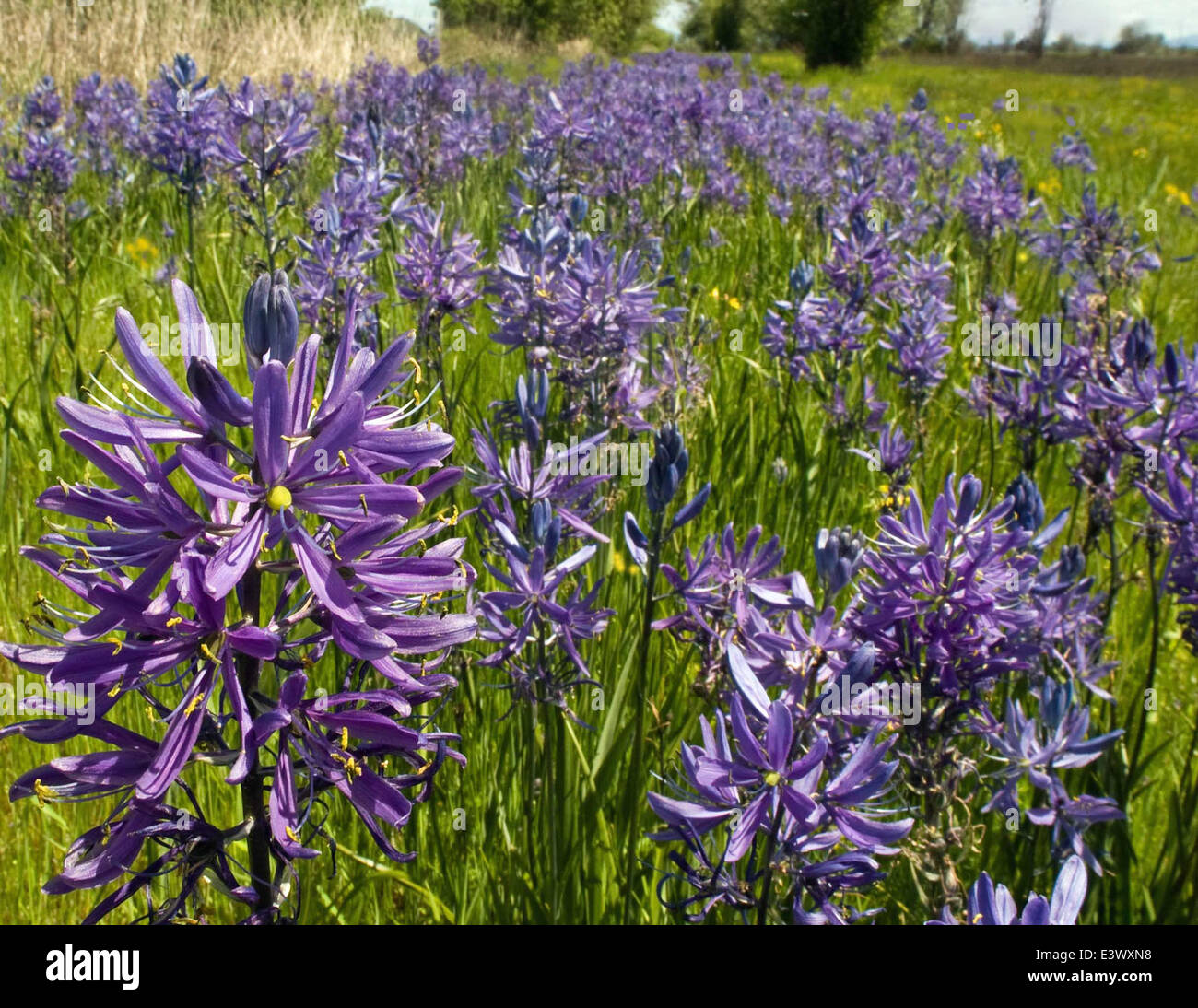 Camas flowers bloom in the Willamette Valley, a region known for its ...
