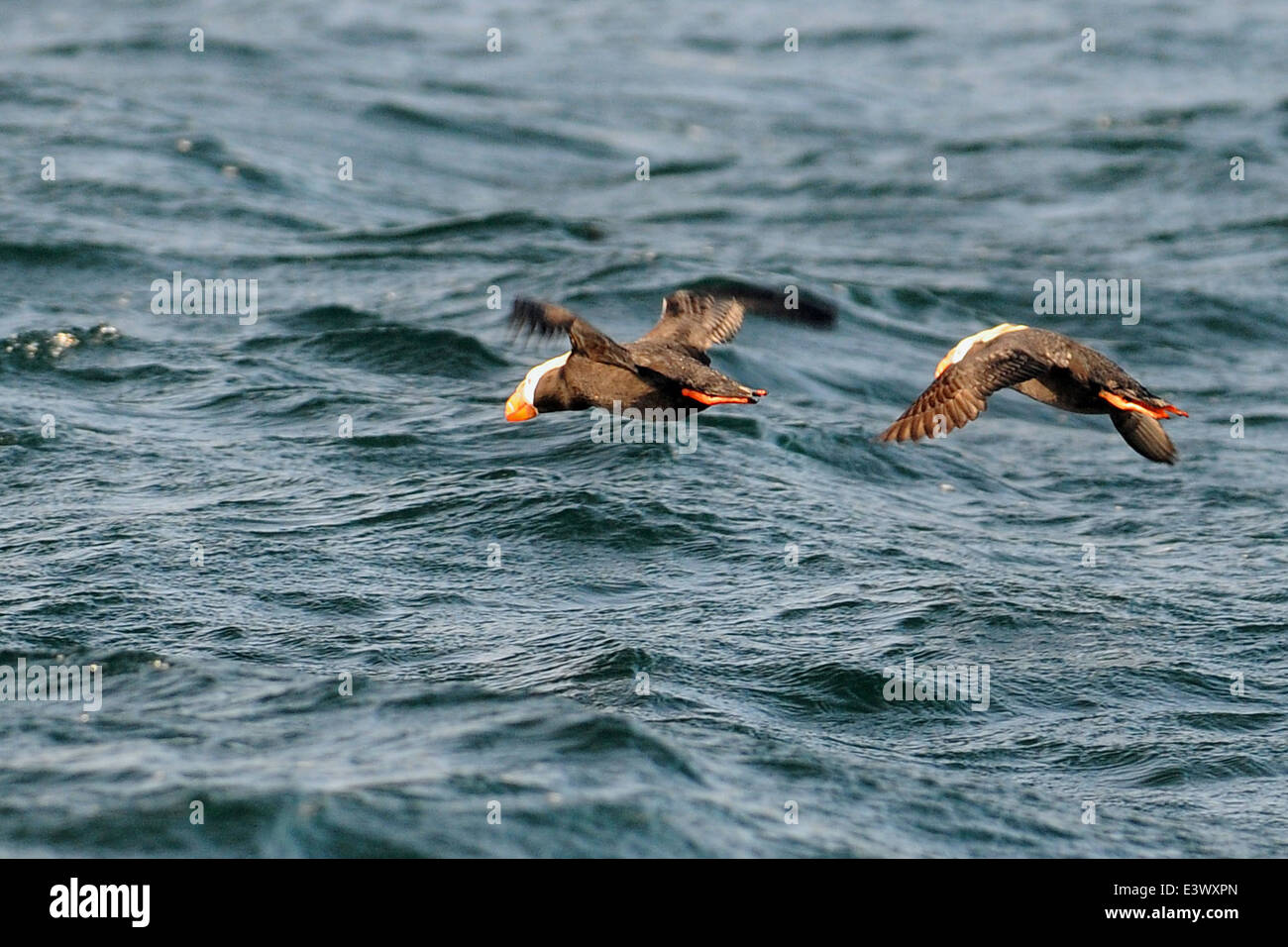 Puffins in flight hi-res stock photography and images - Alamy