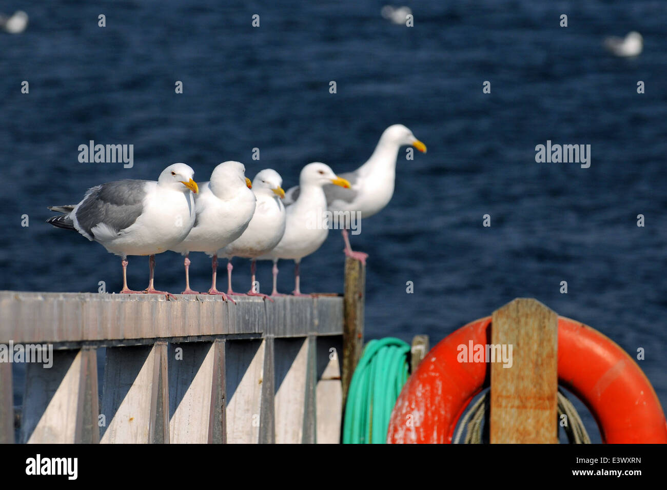 Gulls gather along the gangway at Protection Island National Wildlife ...