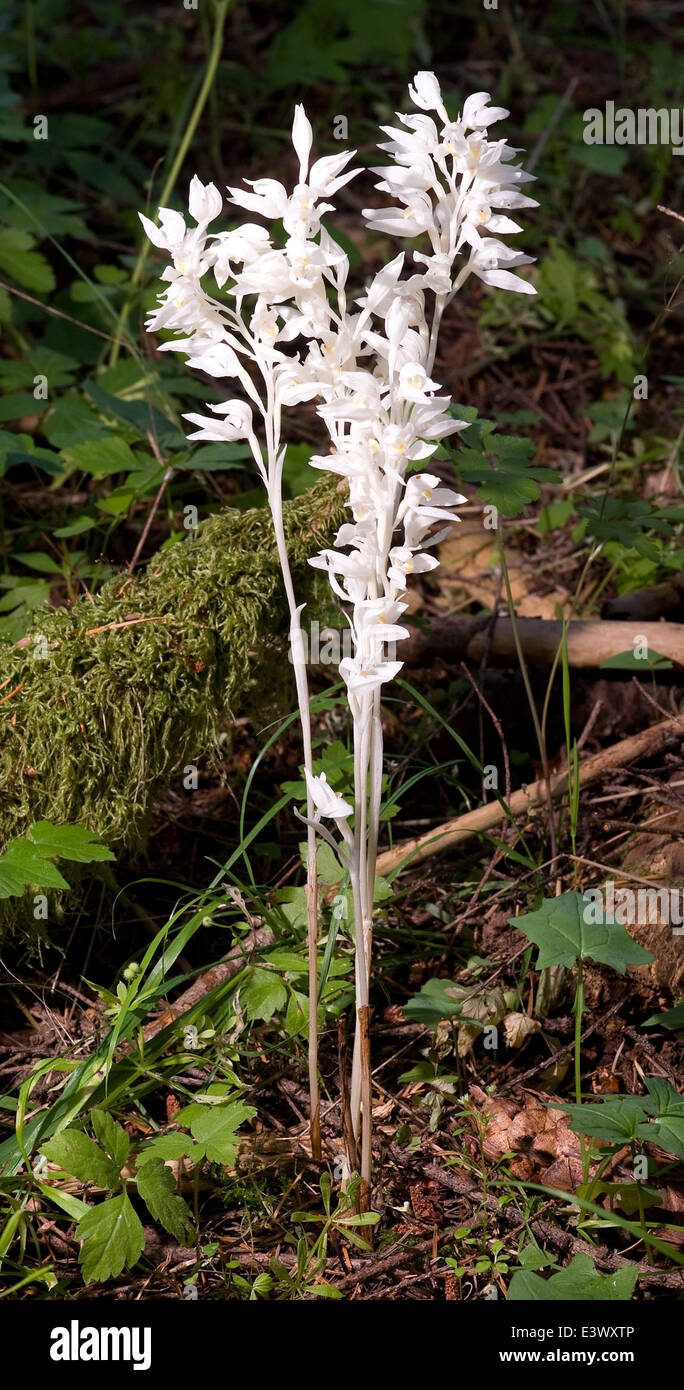 The Phantom Orchid, a rare and endangered plant, thrives in the ...