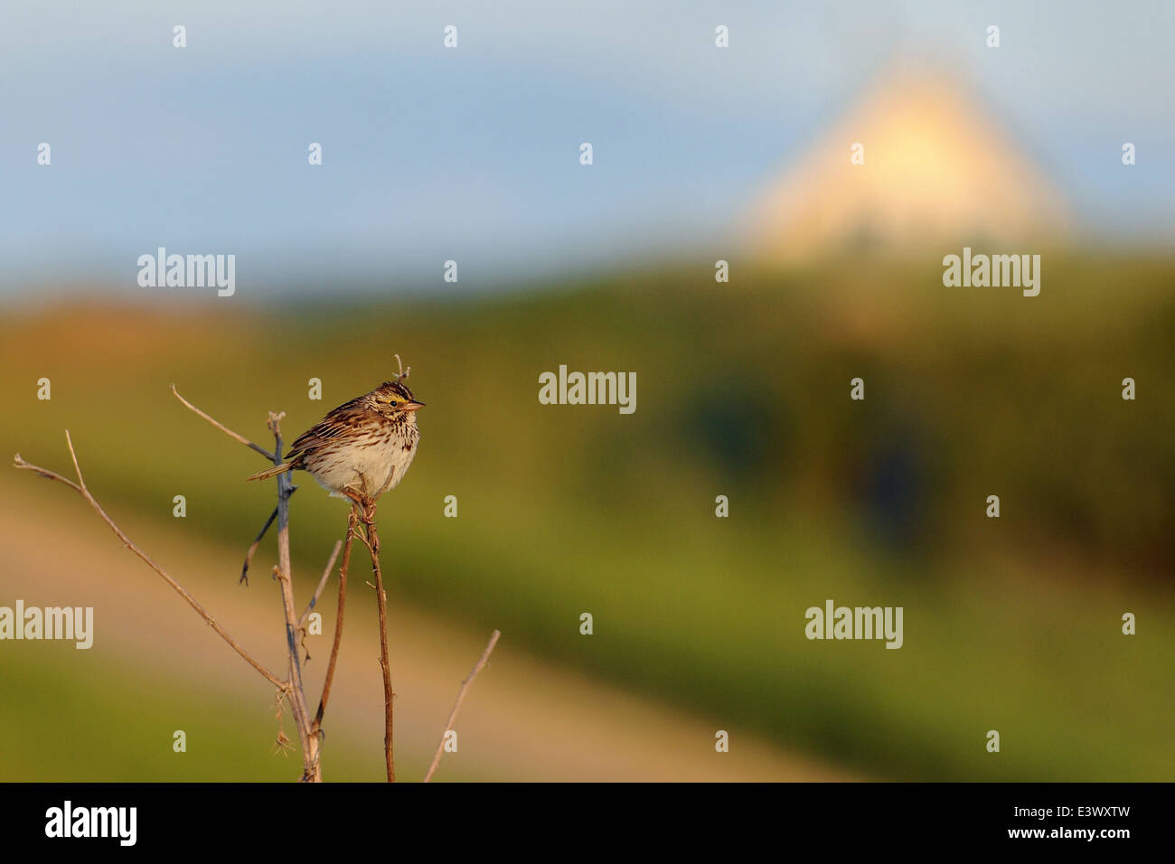 A sparrow is seen on Protection Island, part of the National Wildlife ...