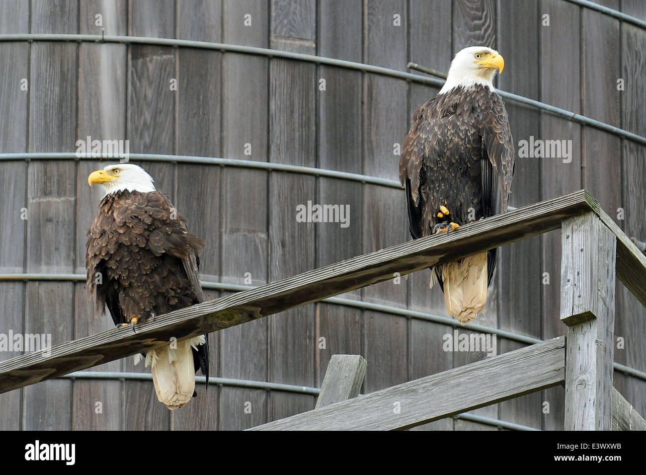 Bald Eagles are observed on a water tower at Protection Island National ...