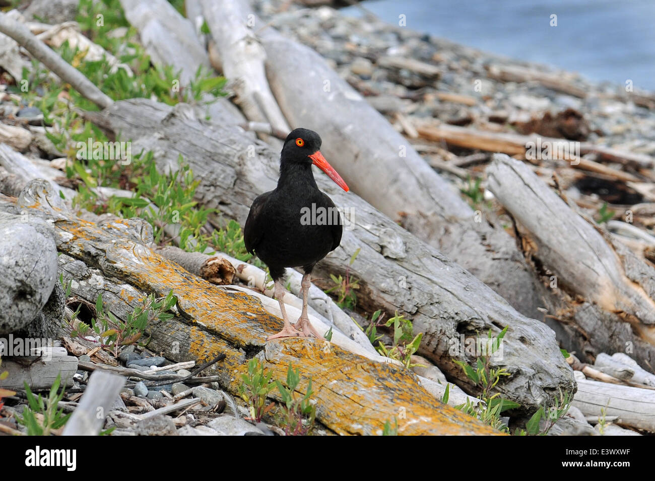 Protection Island National Wildlife Refuge in Puget Sound is a vital ...