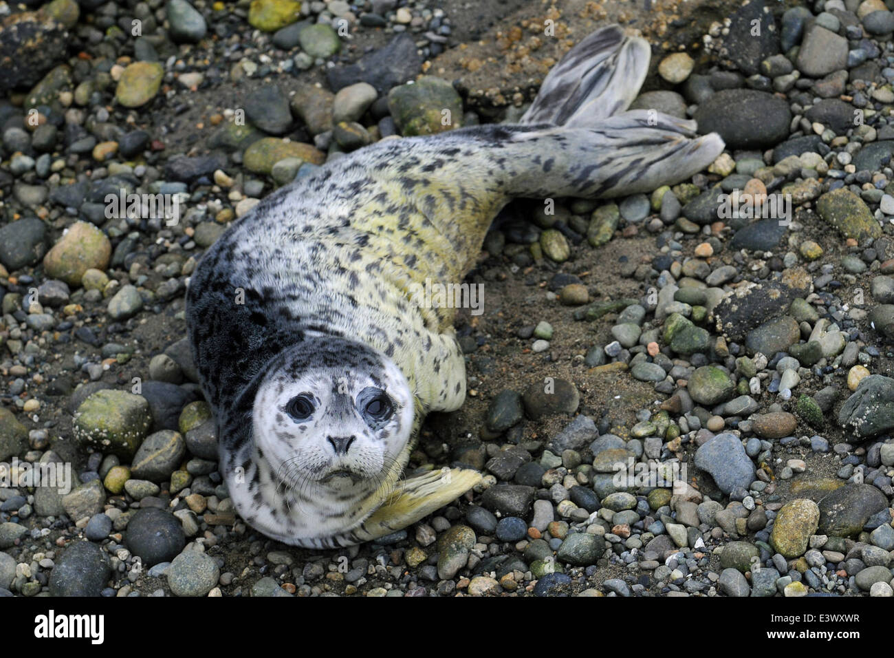 Juvenile Harbor Seal Stock Photo - Alamy