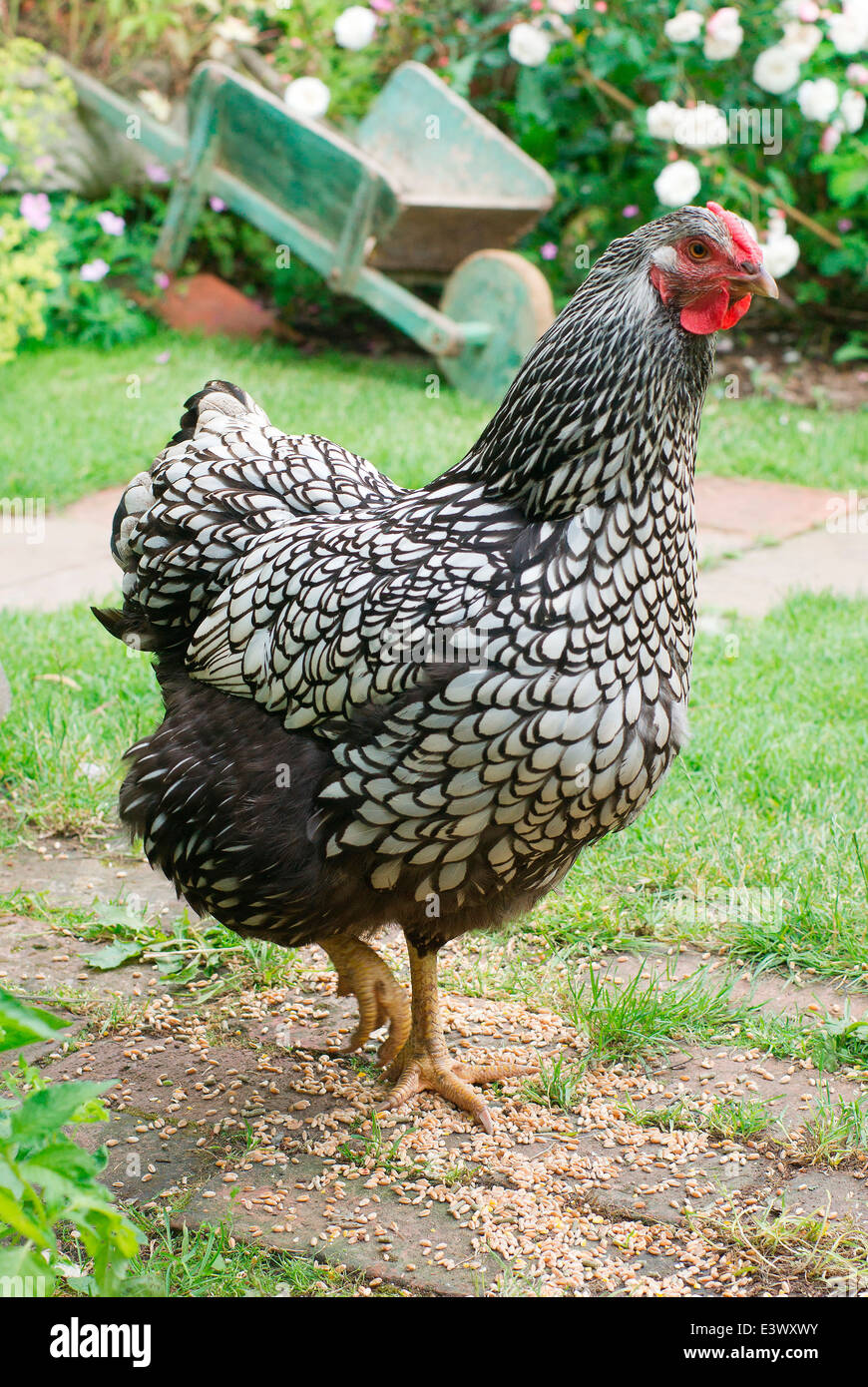 A Wyanndotte chicken roaming around a garden Stock Photo - Alamy