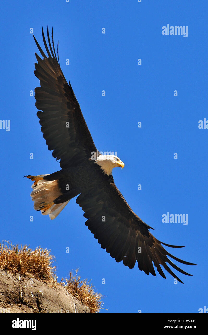 The Bald Eagle population at Protection Island in Puget Sound is ...
