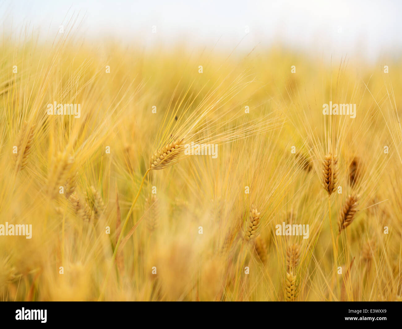 Gold wheat field Stock Photo - Alamy
