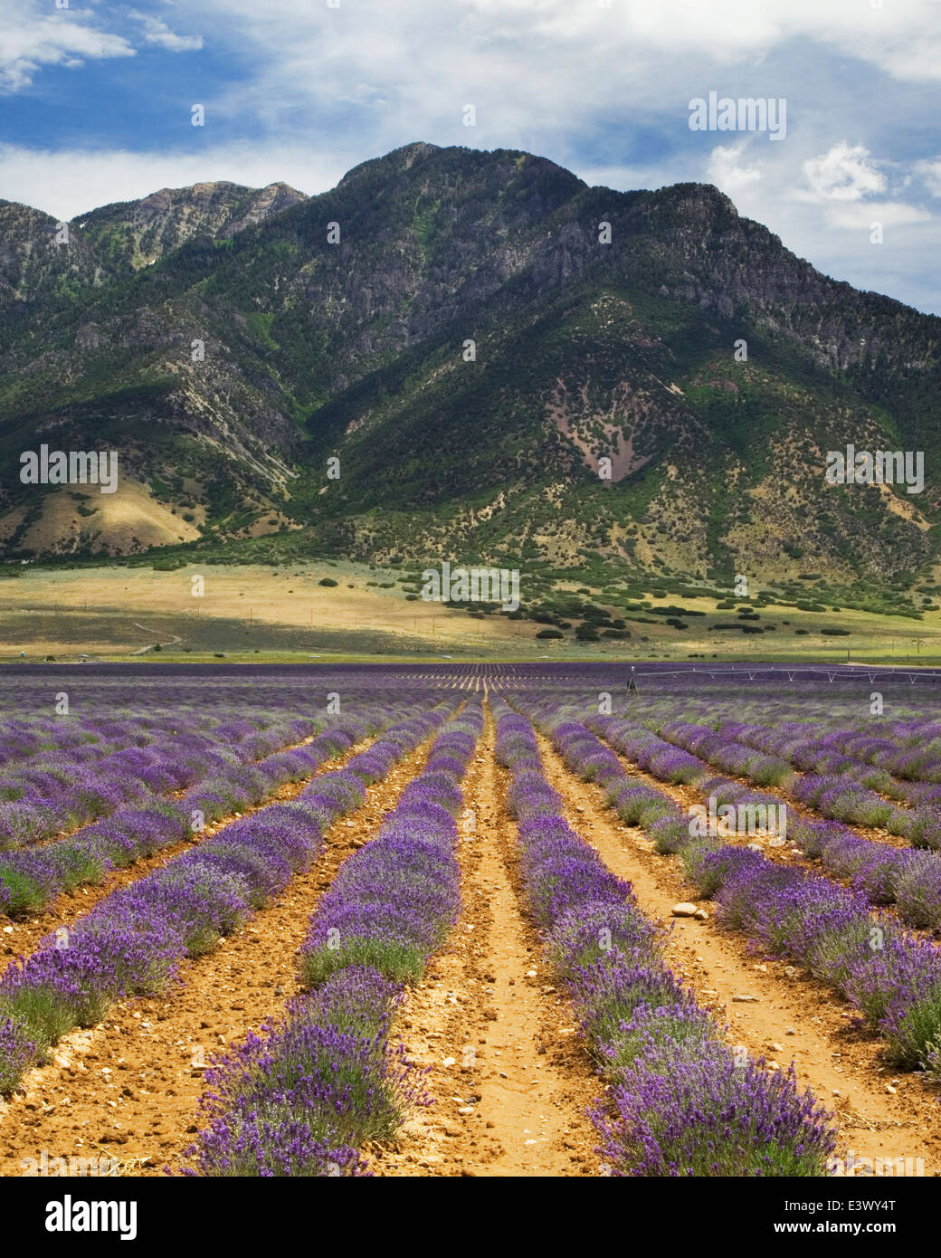 Juab county hi-res stock photography and images - Alamy