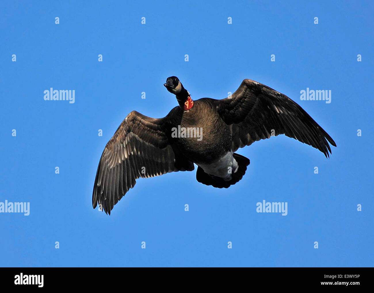 Banded Canada Goose in Flight Stock Photo - Alamy