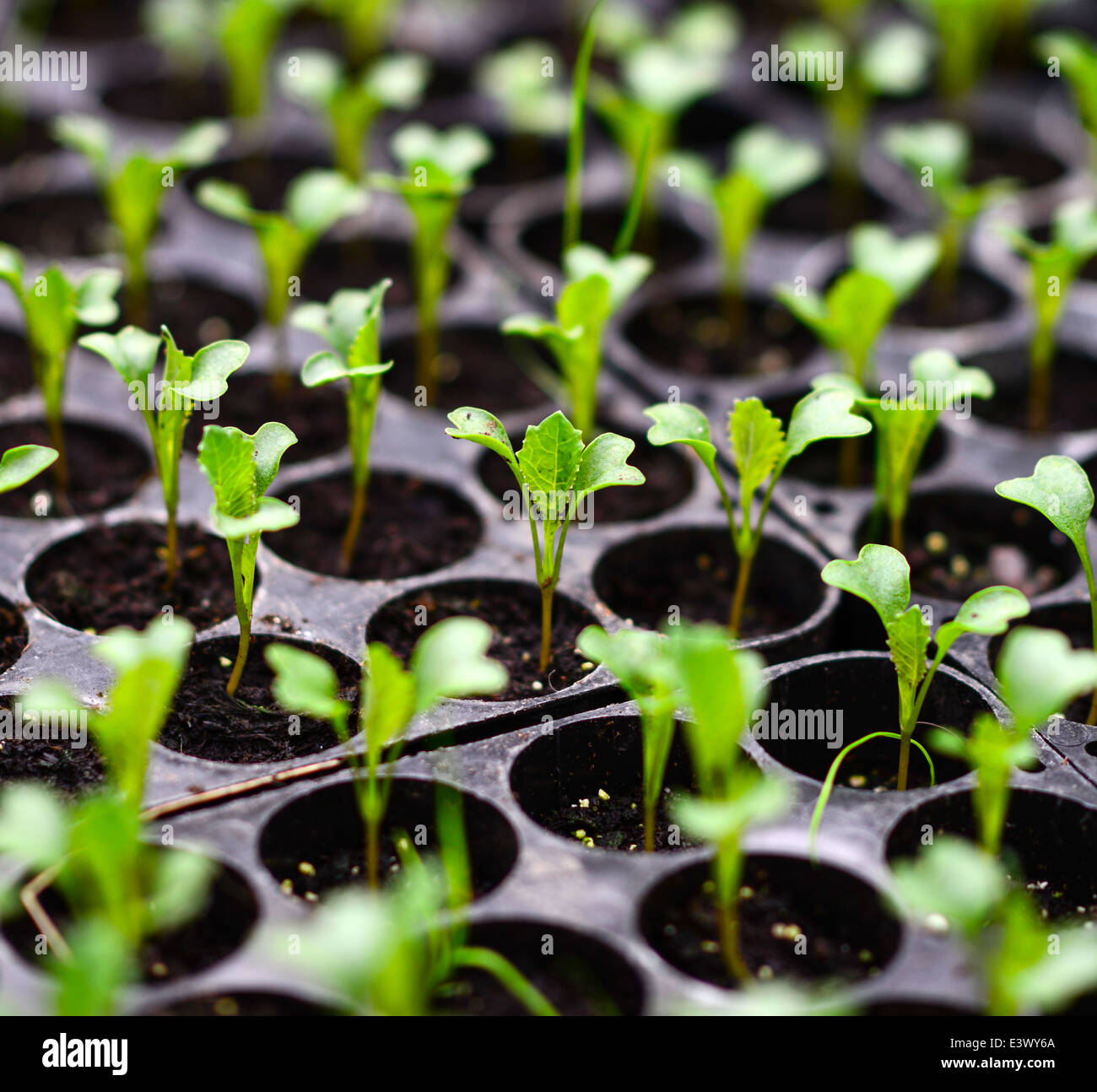 Sprouts growing from tree hi-res stock photography and images - Alamy