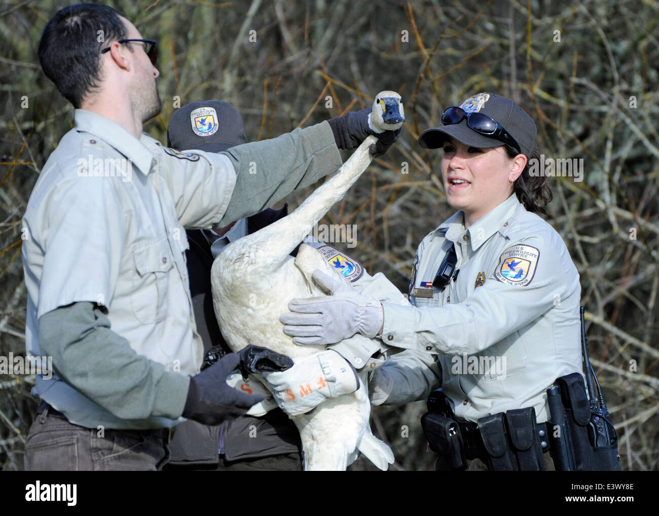Banding of a tundra swan is conducted to monitor migration patterns and ...