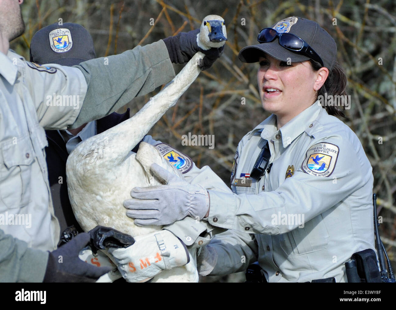 A tundra swan is banded as part of a wildlife monitoring program aimed ...