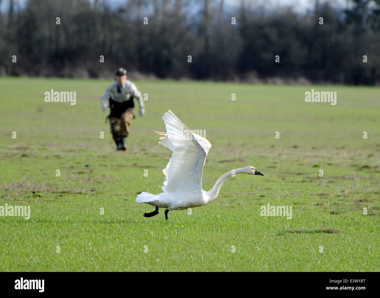 Banding a Tundra Swan as part of a wildlife monitoring program. This ...