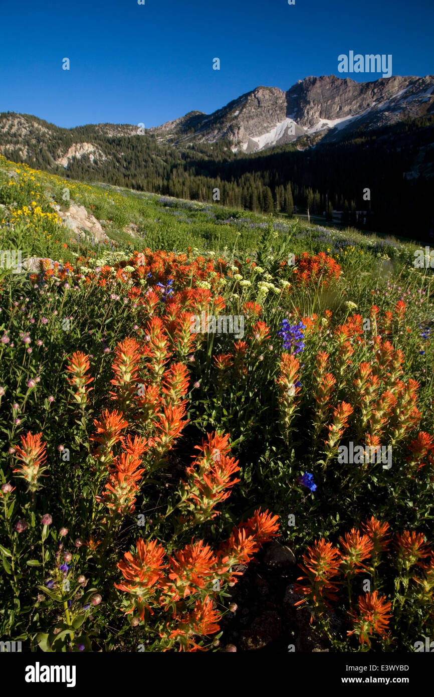USA, Utah, Uinta-Wasatch-Cache National Forest, Little Cottonwood ...