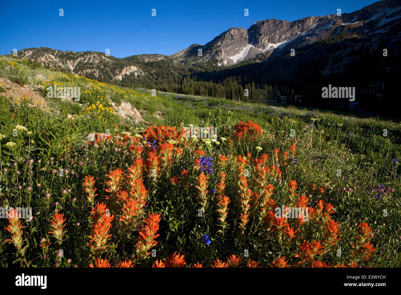 USA, Utah, Uinta-Wasatch-Cache National Forest, Little Cottonwood ...