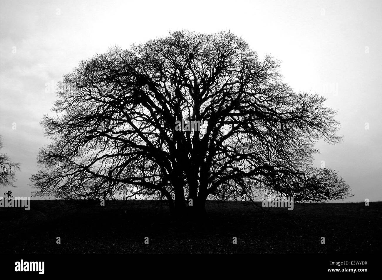 The Oregon White Oak is a deciduous tree native to the Pacific ...