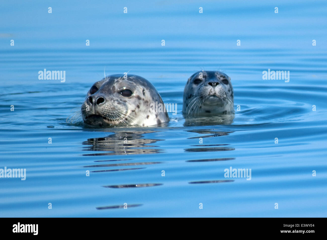 A Harbor Seal and its pup are seen in the waters of Puget Sound near ...